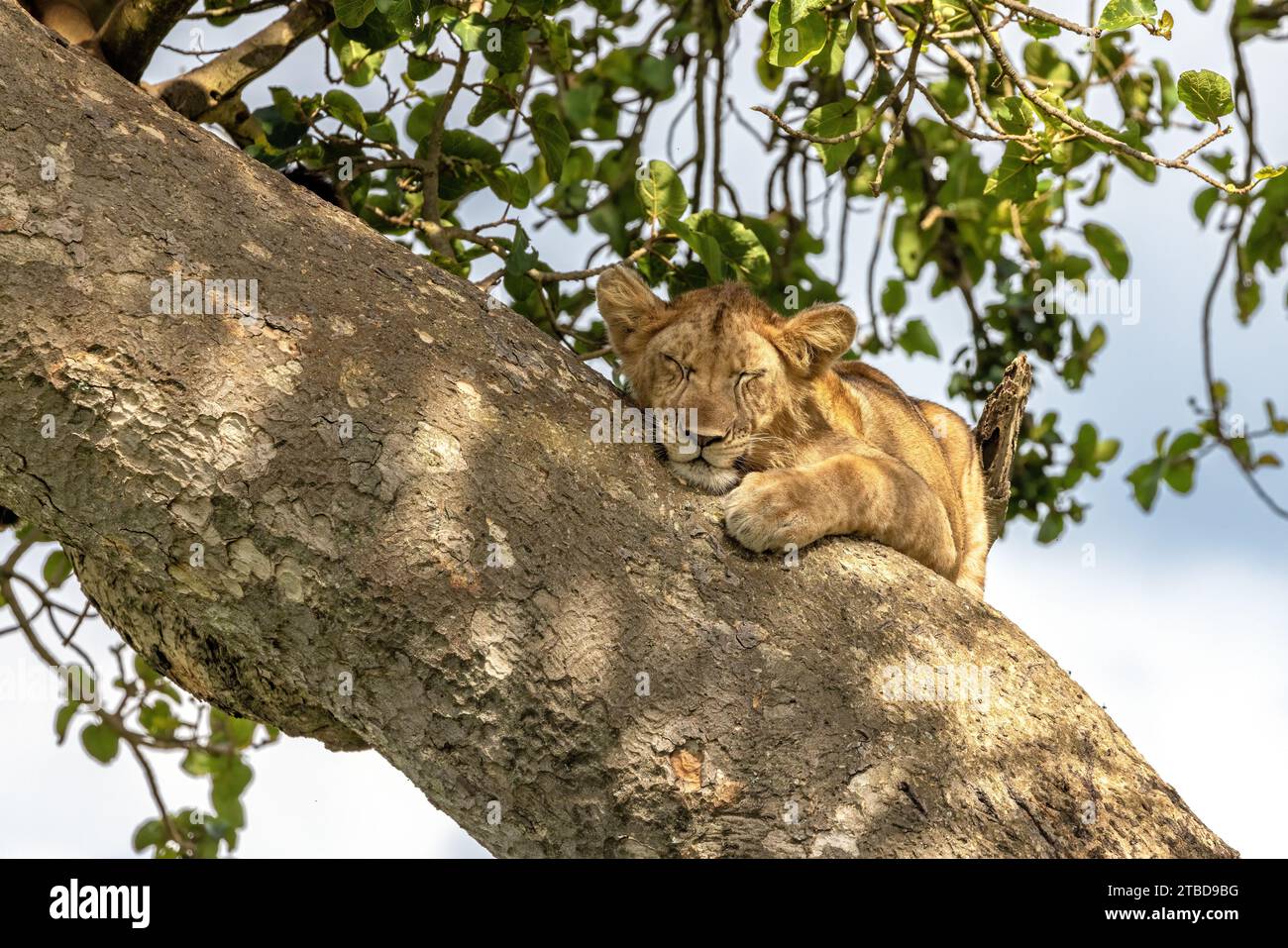 Juvenile lion sleeping in a tree. The Ishasha sector of Queen Elizabeth ...