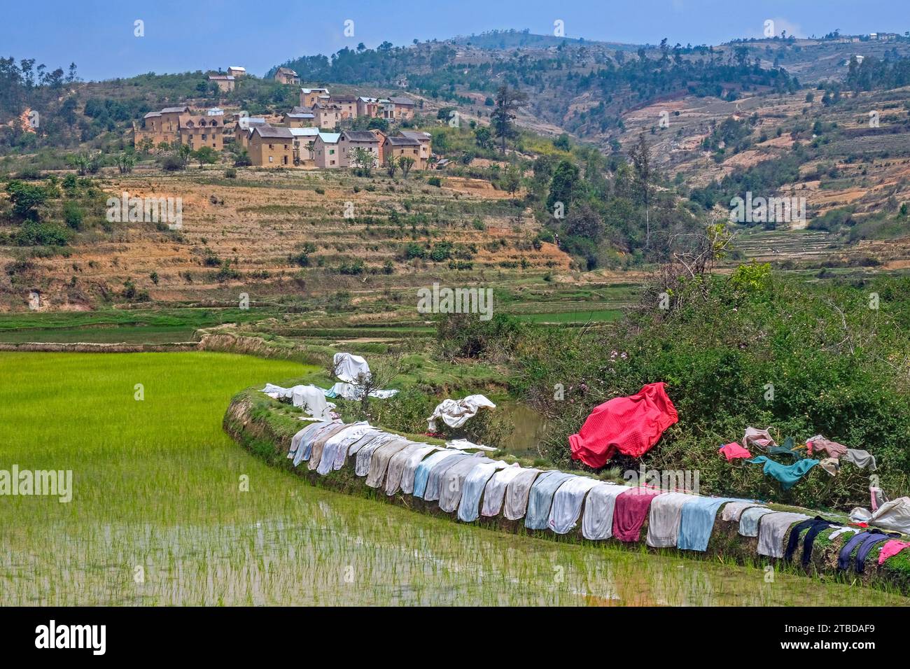 Laundry drying on dike of terraced rice field in Betsileo rural village ...