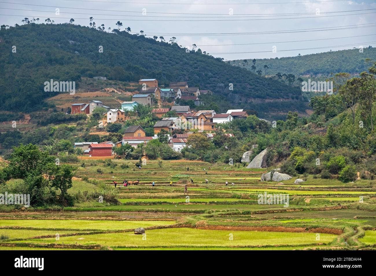 Rice terraces madagascar hi-res stock photography and images - Alamy