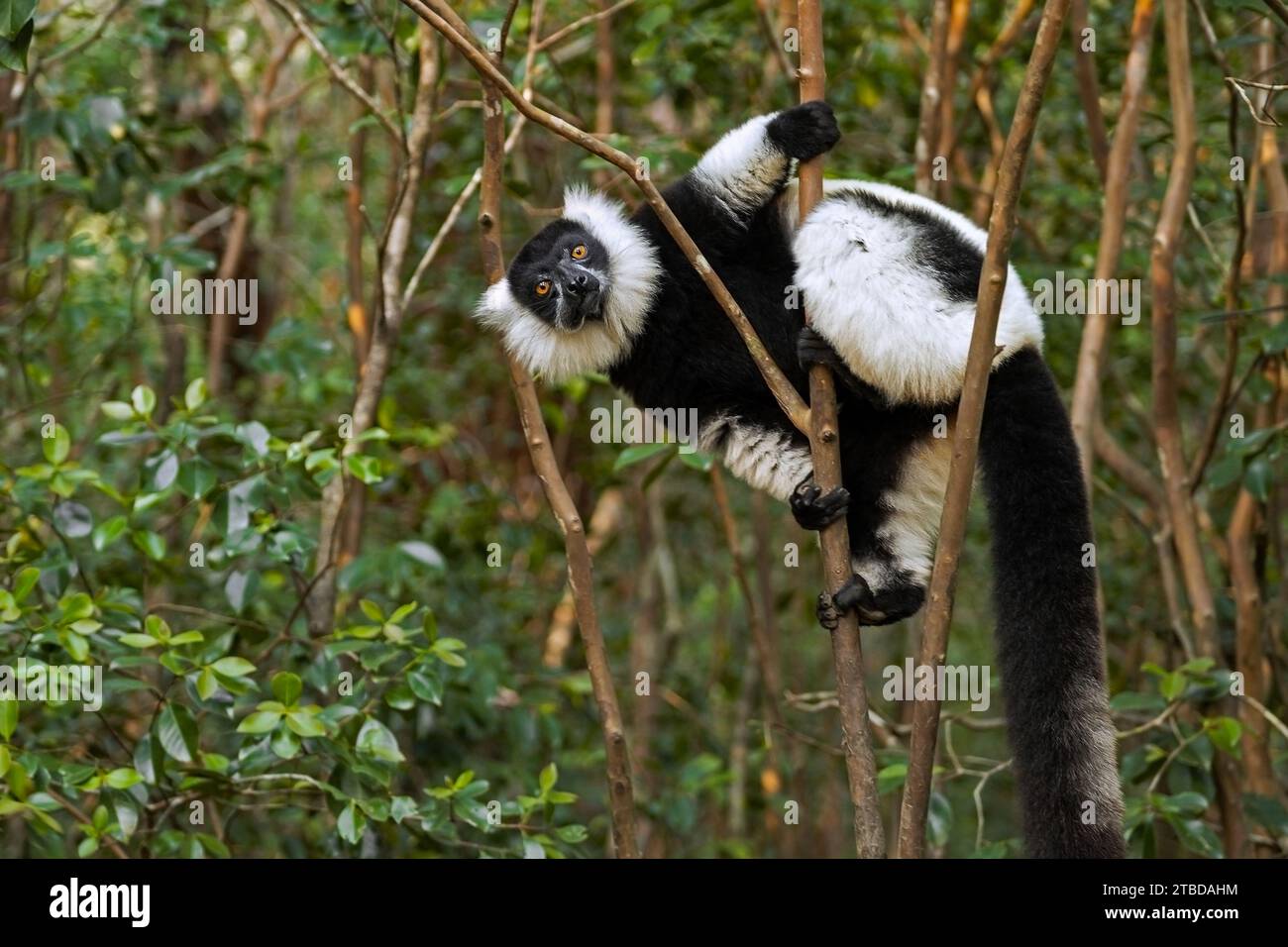 Black-and-white ruffed lemur (Varecia variegata) in tree, Andasibe ...