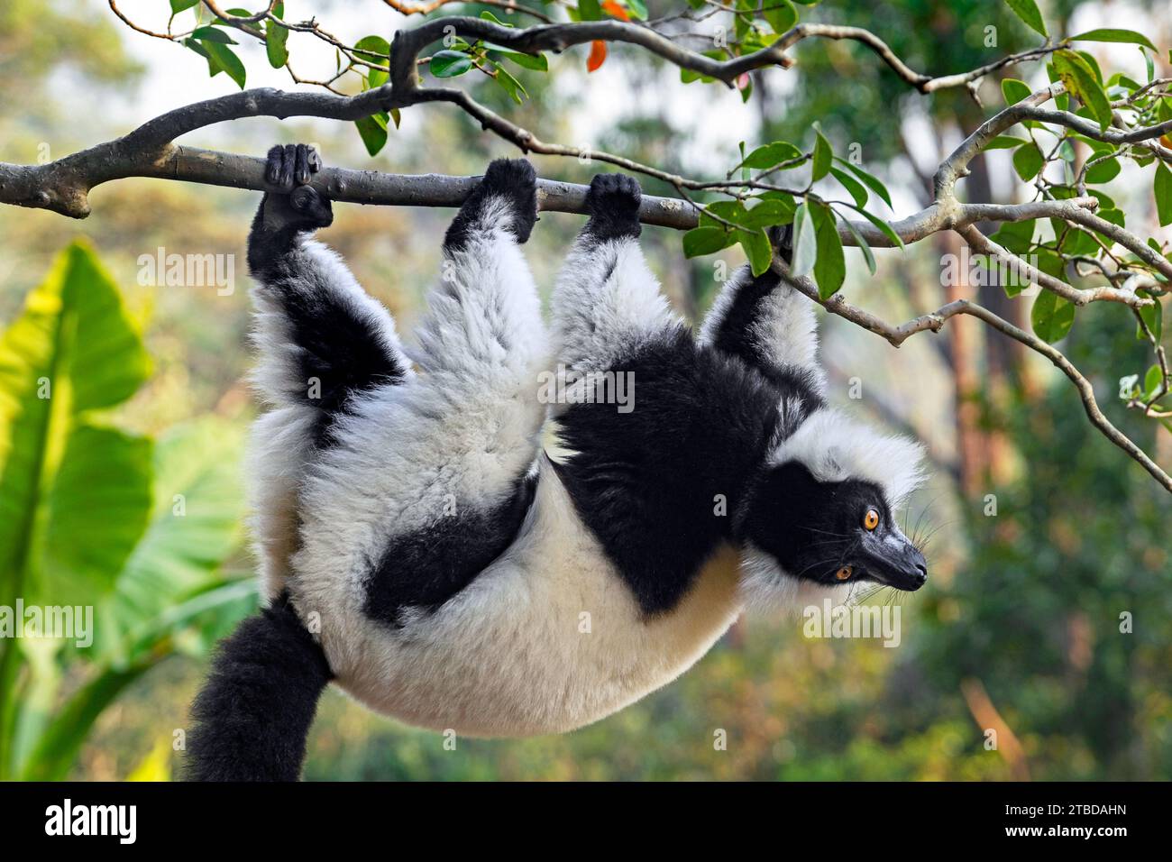 Andasibe mantadia national park lemurs hi-res stock photography and ...