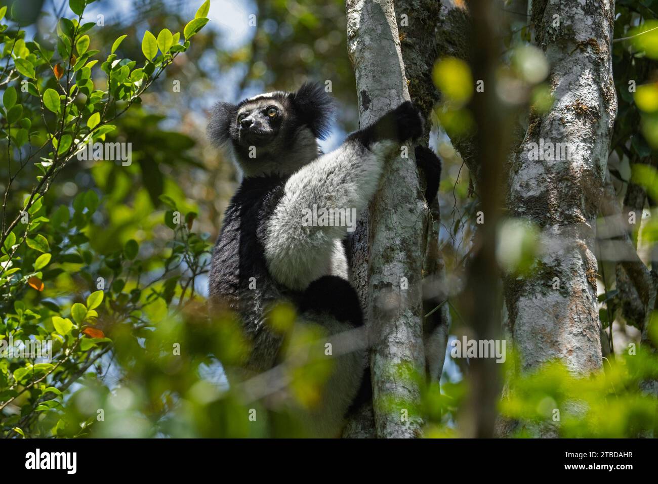 Black-and-white ruffed lemur (Varecia variegata) in tree, Andasibe ...