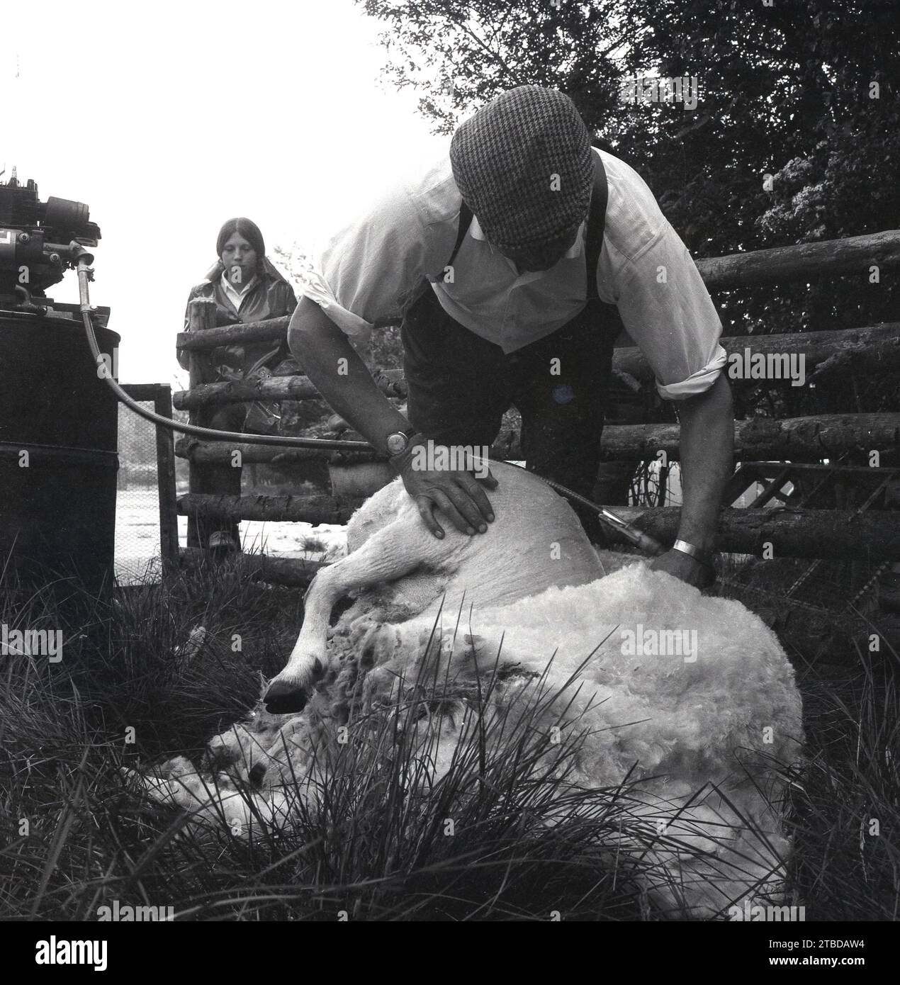 1970s, historical, standing by a wooden gate, a girl looking at a sheep ...