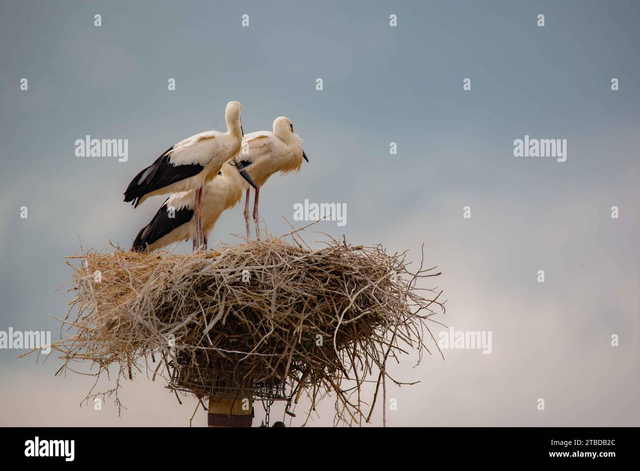 Storks standing sitting in hi-res stock photography and images - Alamy