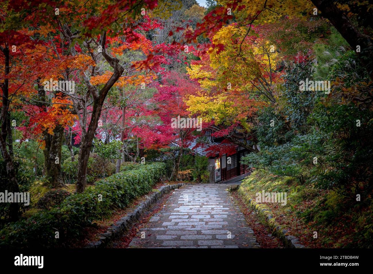 Adashino Nenbutsuji temple entrance in autumn Stock Photo - Alamy