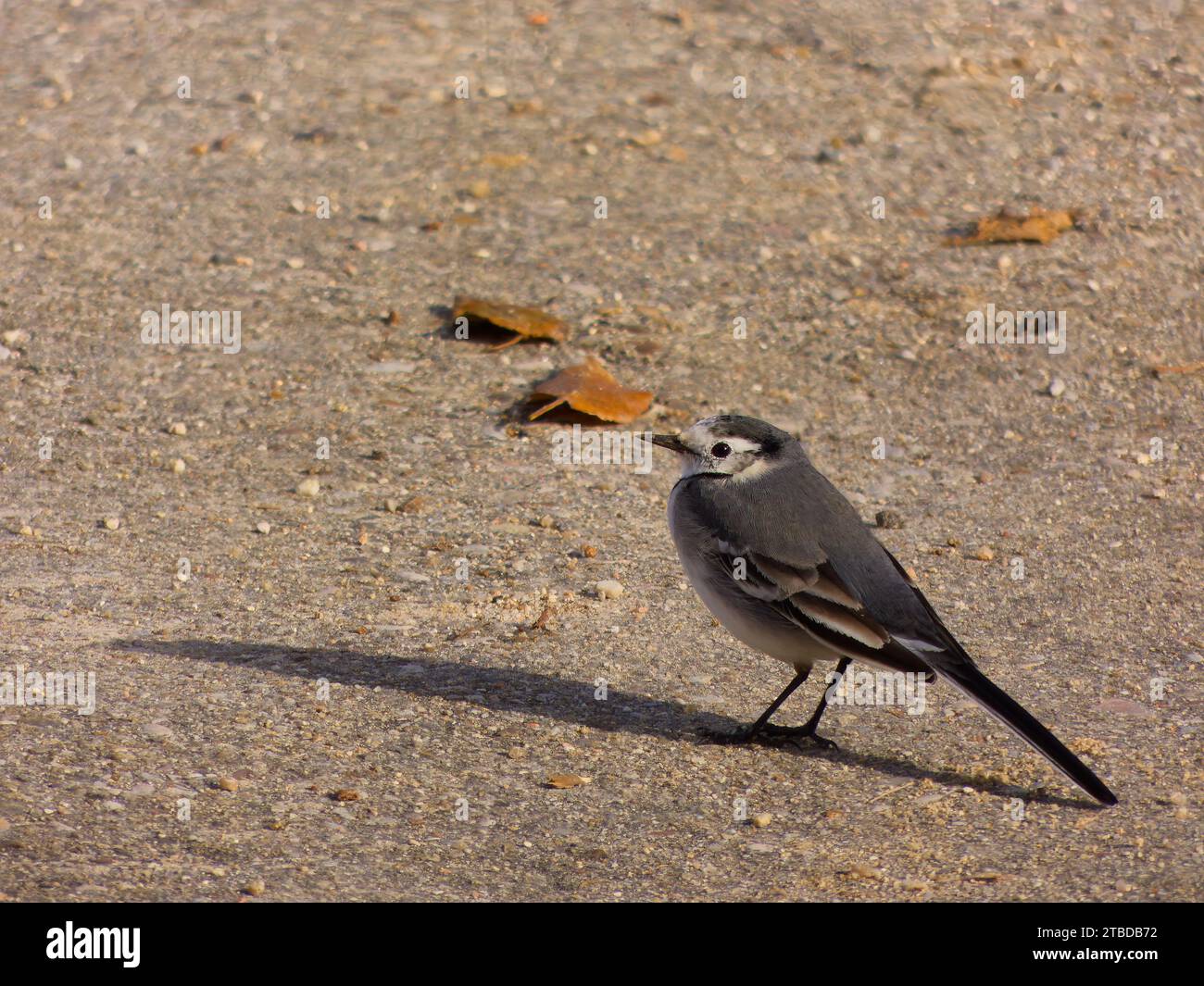 Small White Wagtail ocularis bird wild animal nature ornithology fauna ...