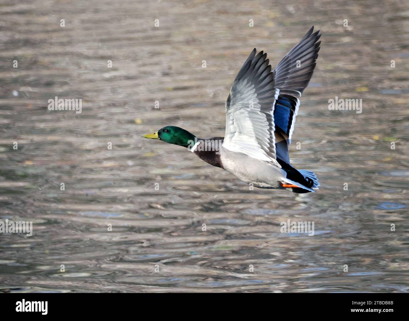 Mallard, wild duck, Stockente, Canard colvert, Anas platyrhynchos ...