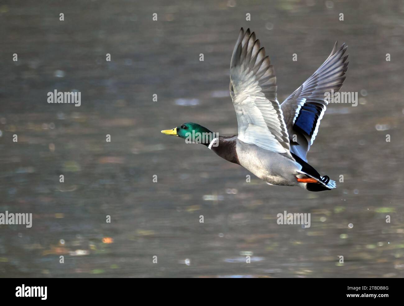Mallard, wild duck, Stockente, Canard colvert, Anas platyrhynchos ...