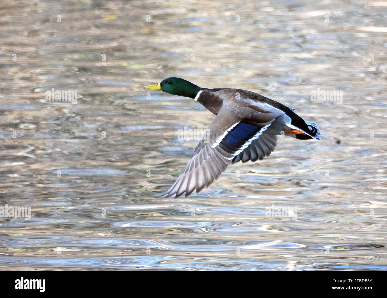 Mallard, wild duck, Stockente, Canard colvert, Anas platyrhynchos ...