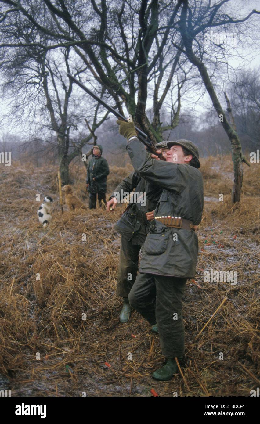 Pheasant Shooting. A game bird shoot on a private estate. Gerry ...