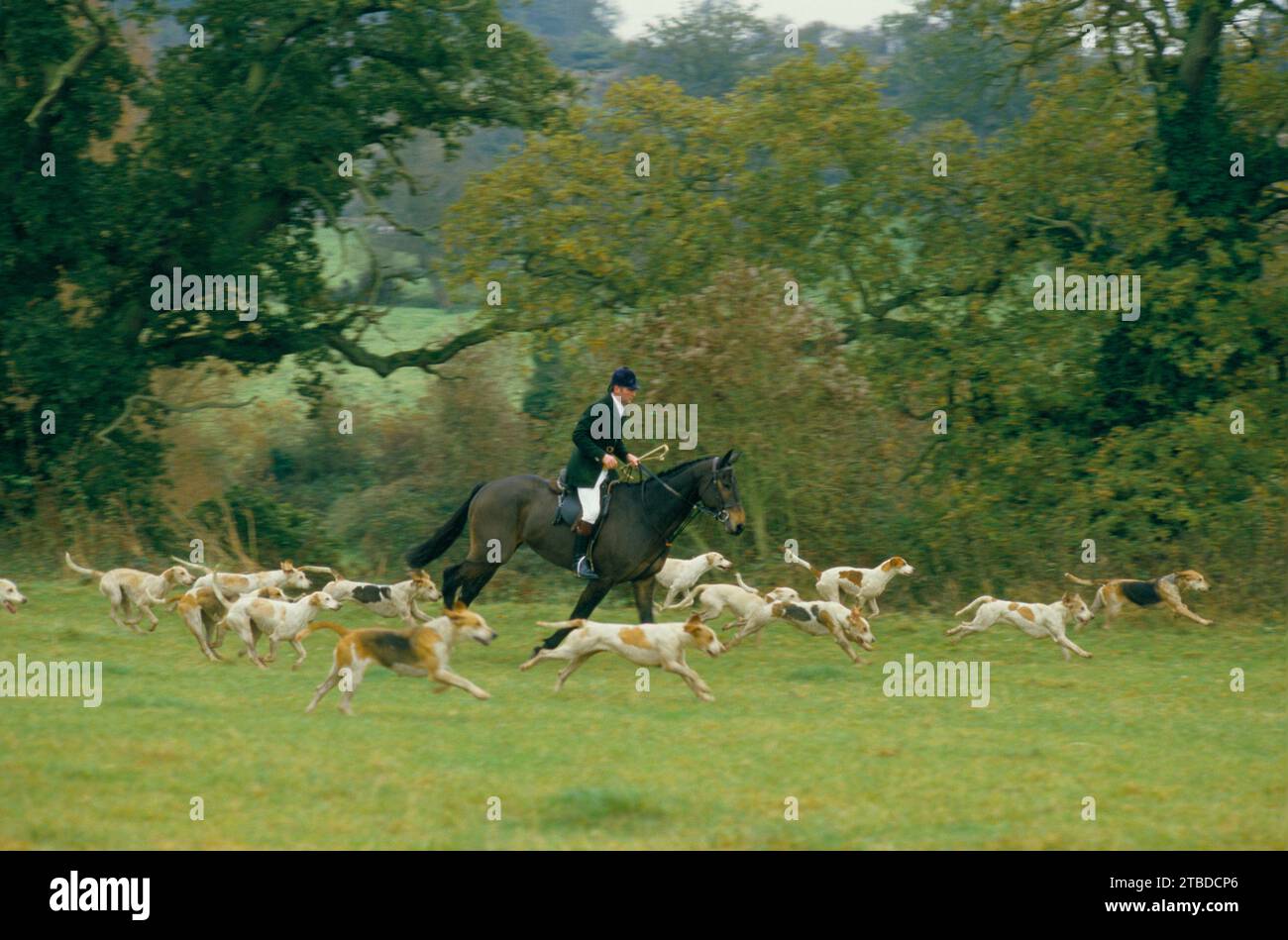 Fox Hunting scene UK. Captain Ian Farquhar Joint Master of the Duke of ...