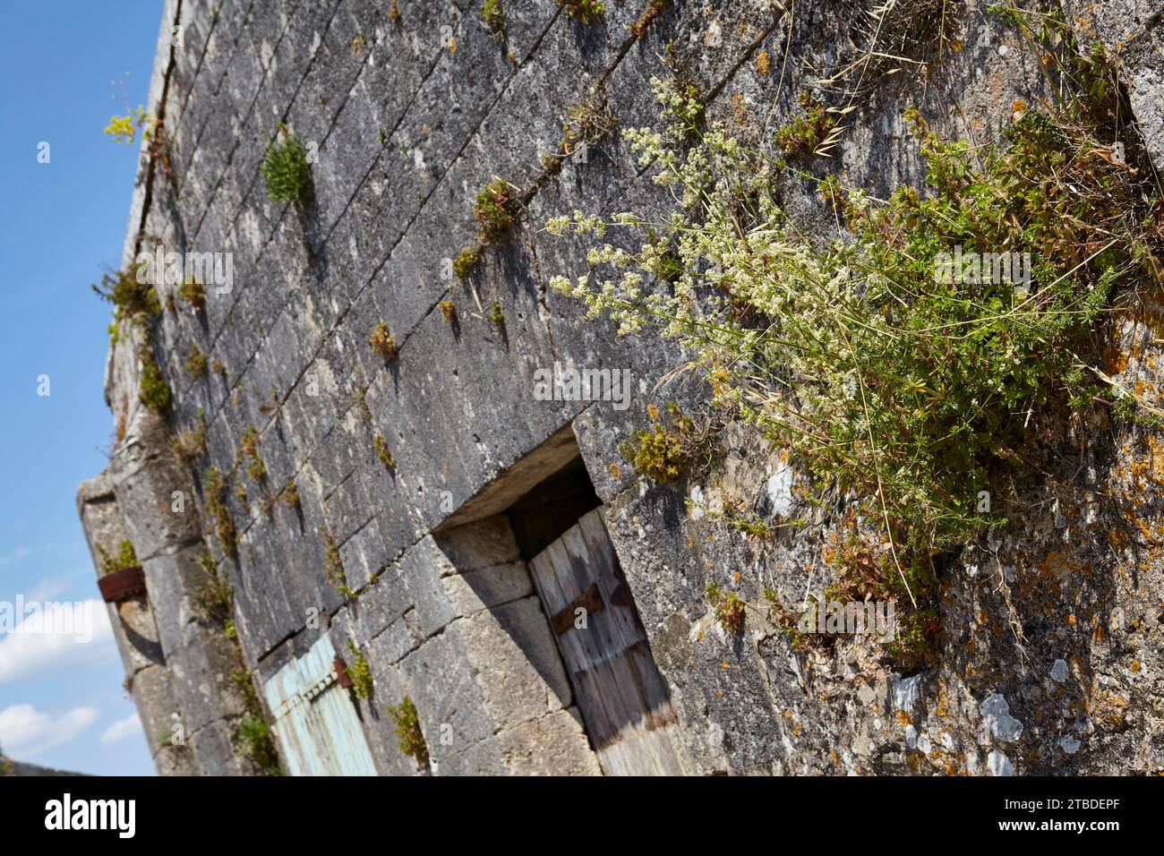 Bedstraw (Galium) on a wall of old fortifications on the island of Ile ...