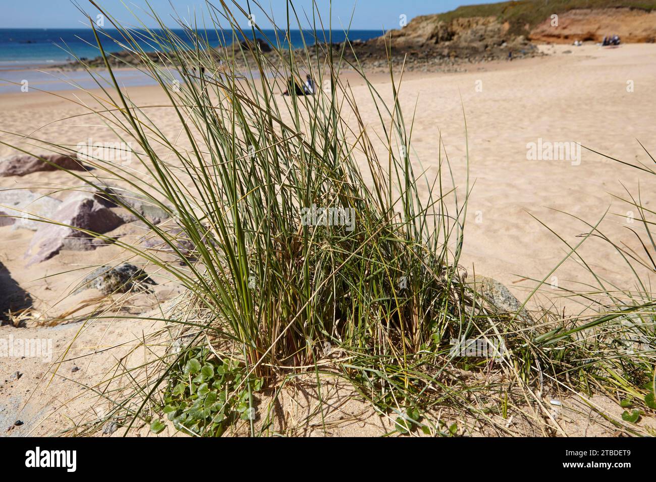 European marram grasses (Ammophila arenaria) with a blurred view of the ...