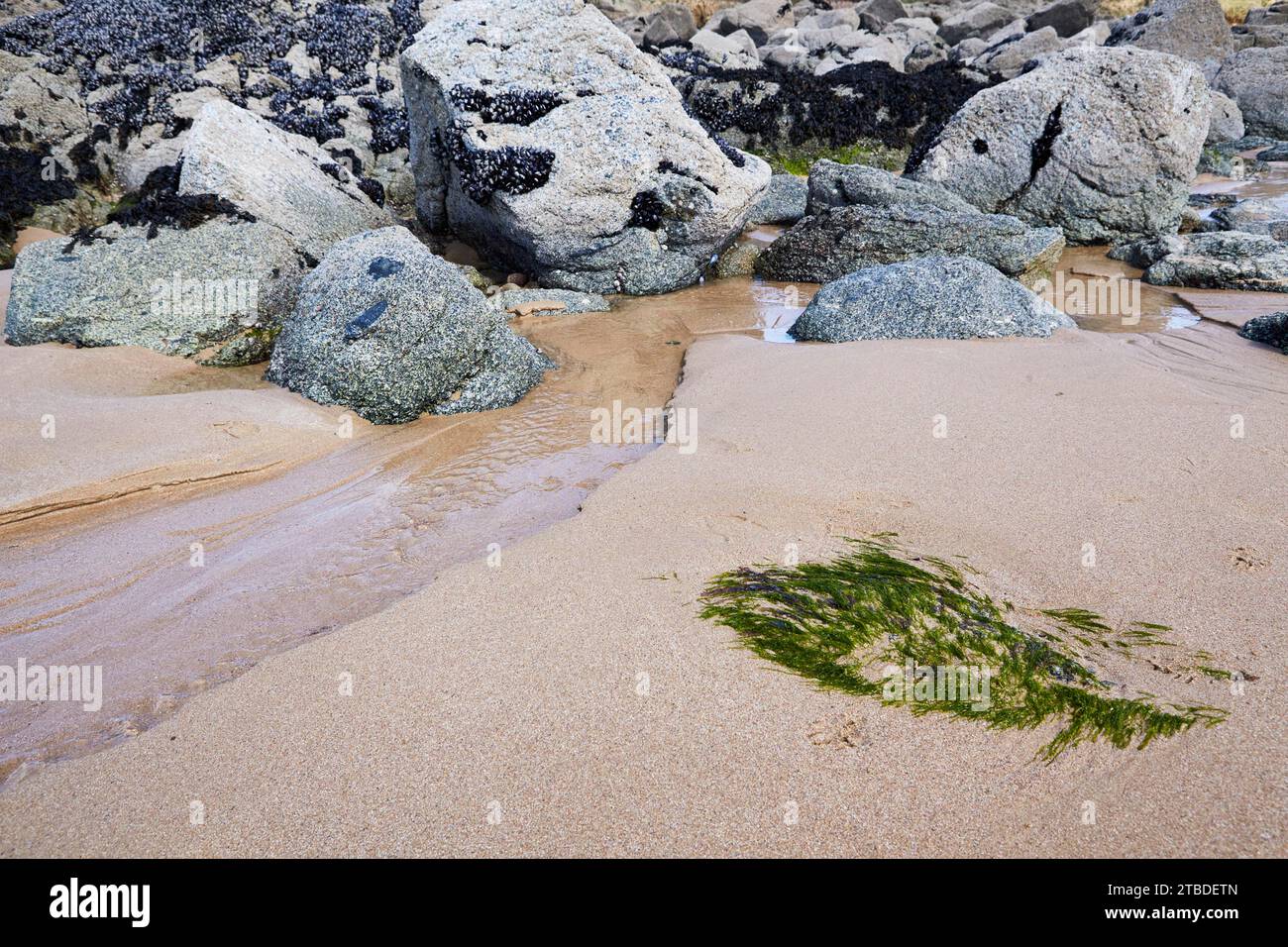 Rocks, sand, receding water and seaweed on the beach at Plevenon, Cotes ...