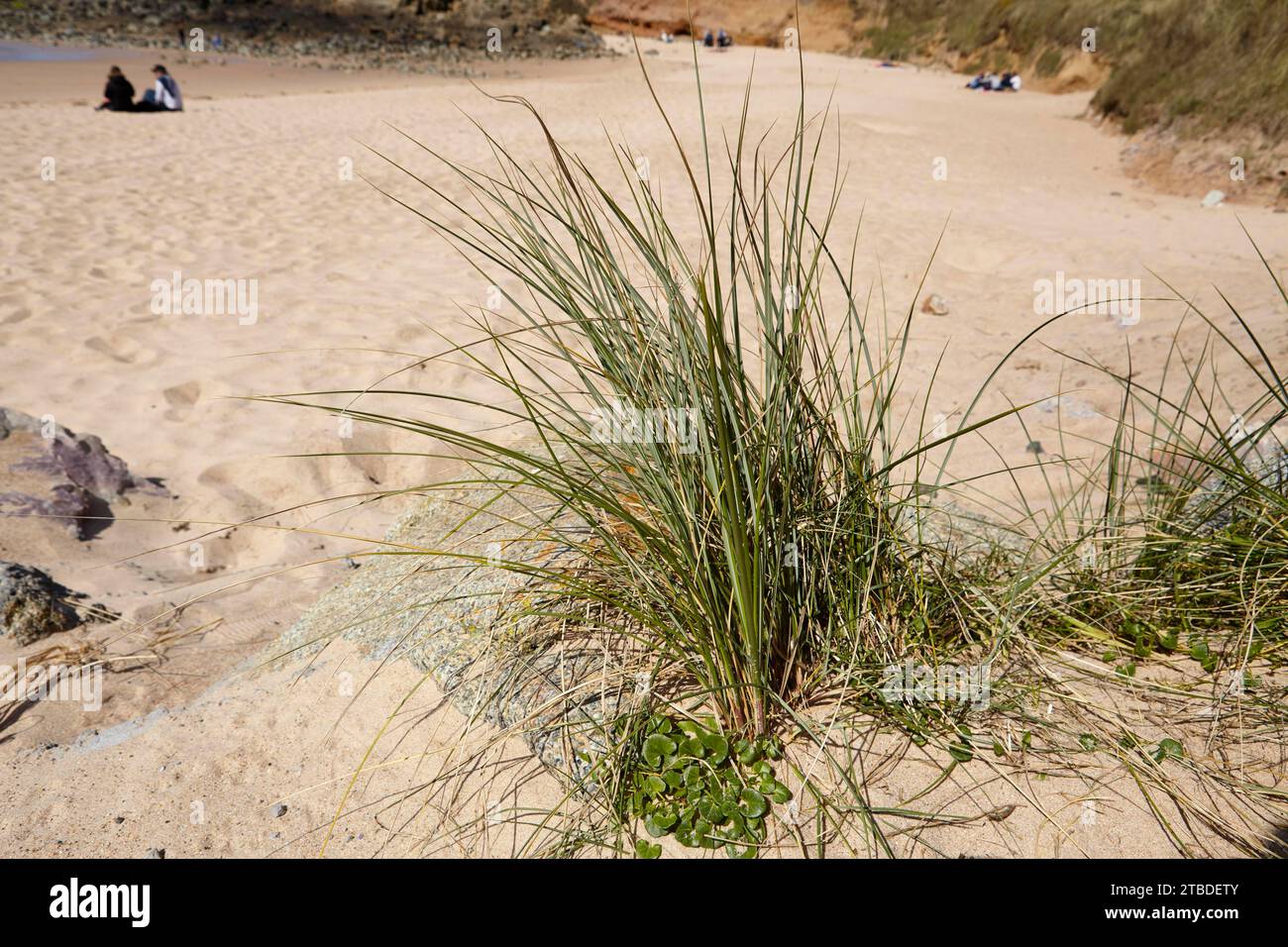 European marram grasses (Ammophila arenaria) on the beach of Plevenon ...