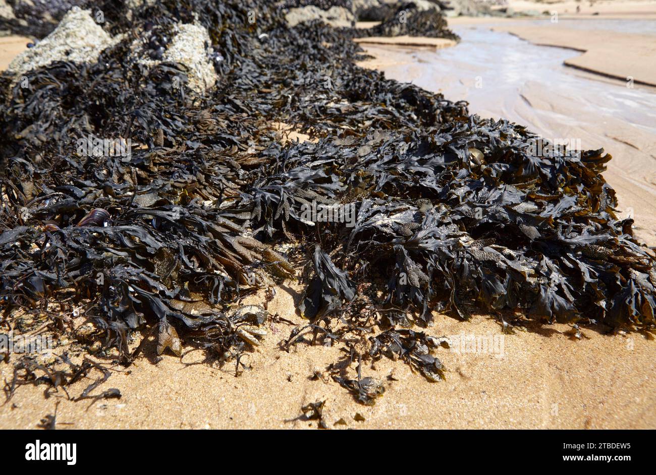 Beach wrack hi-res stock photography and images - Alamy
