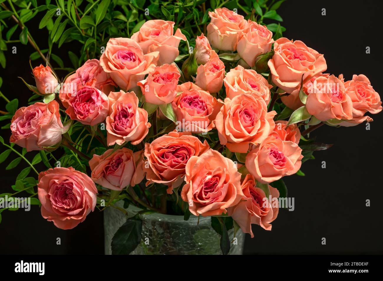 Pink mini roses hi-res stock photography and images - Alamy