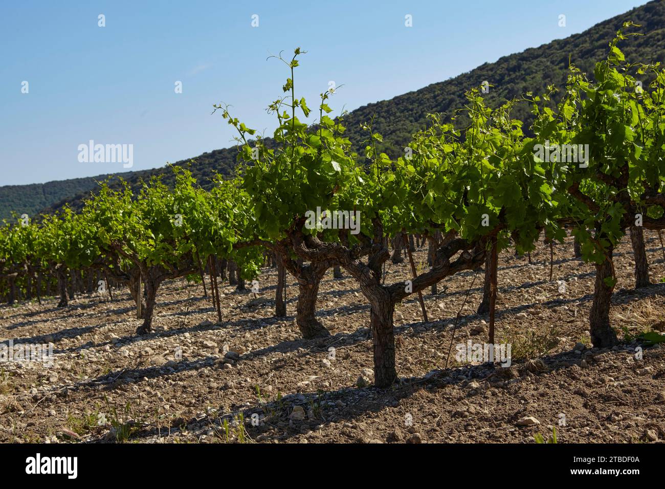 Wine growing (Vitis vinifera) in Carsan, Gard, Occitania, France Stock ...
