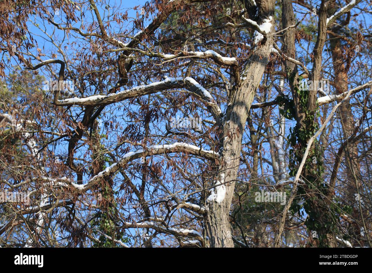 One sided branches hi-res stock photography and images - Alamy
