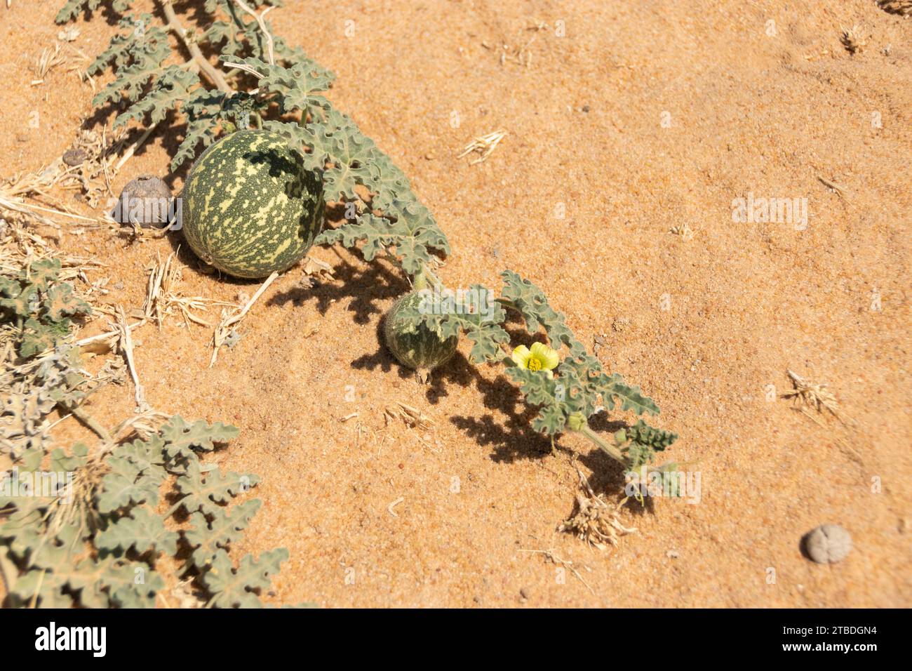 desert pumpkin in chad, africa Stock Photo - Alamy