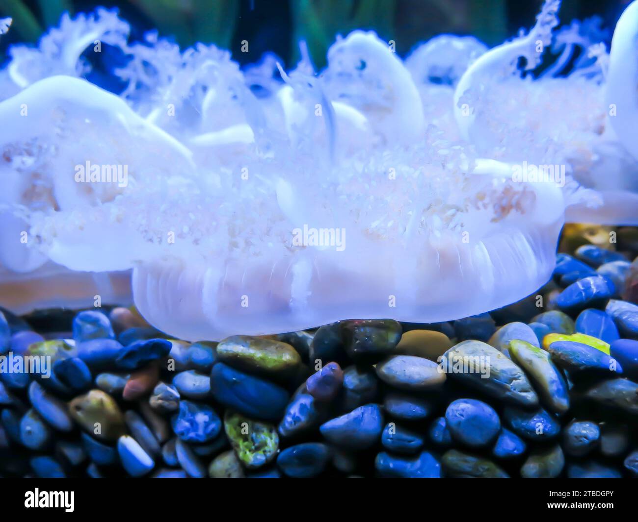 Upside down jellyfish hi-res stock photography and images - Alamy