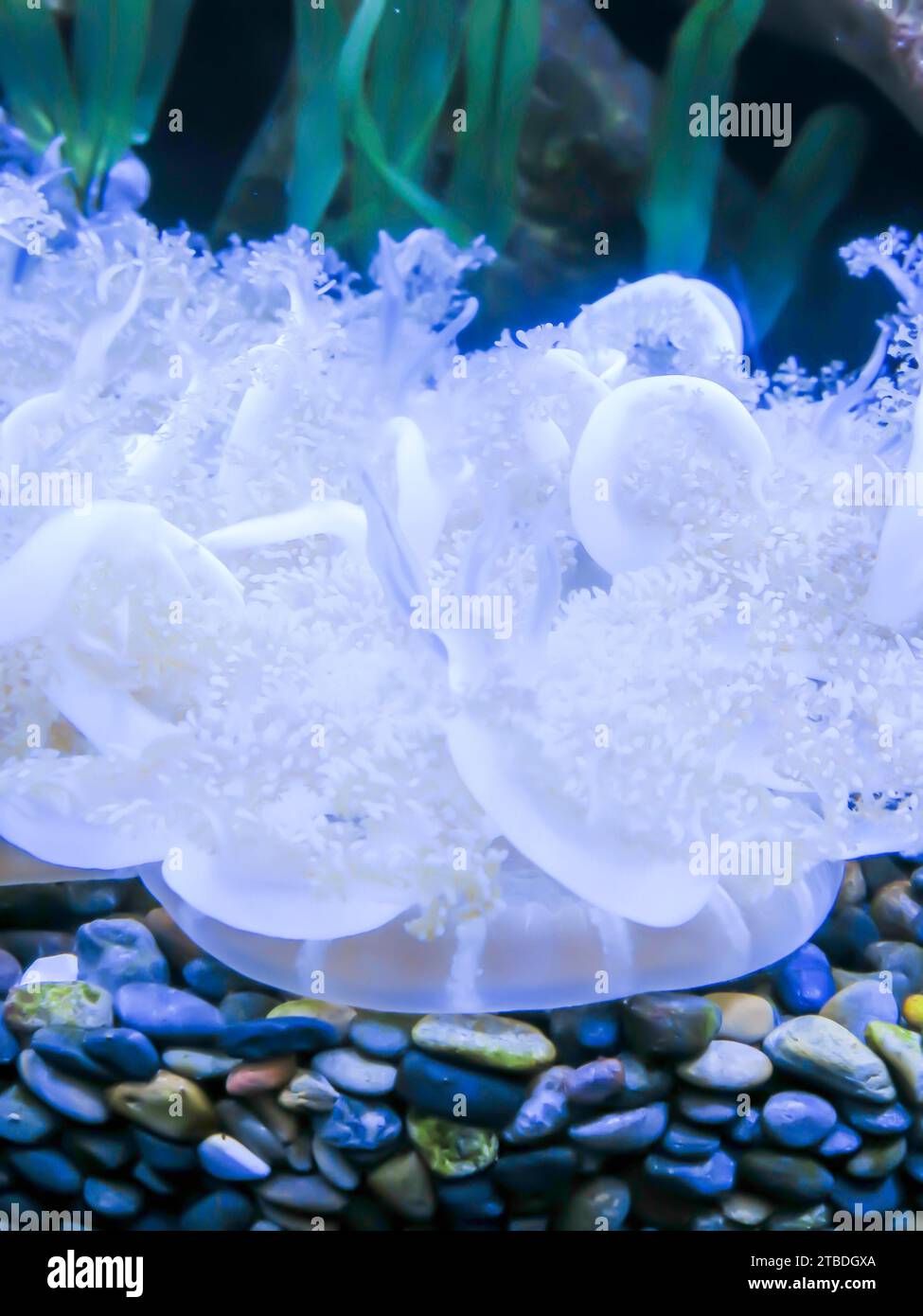 Jellyfish exhibit aquarium pacific hi-res stock photography and images ...
