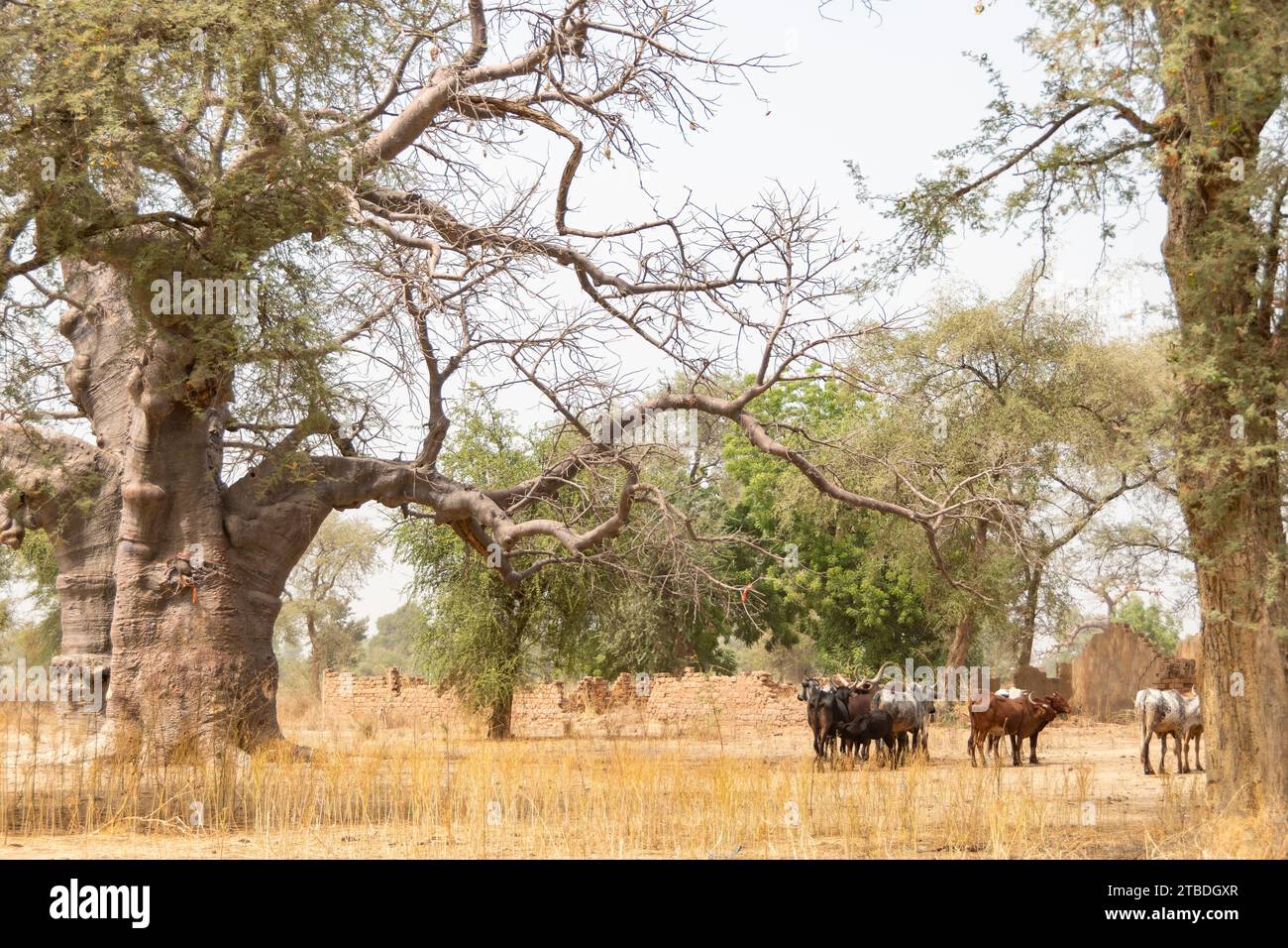 Baobab africano hi-res stock photography and images - Alamy