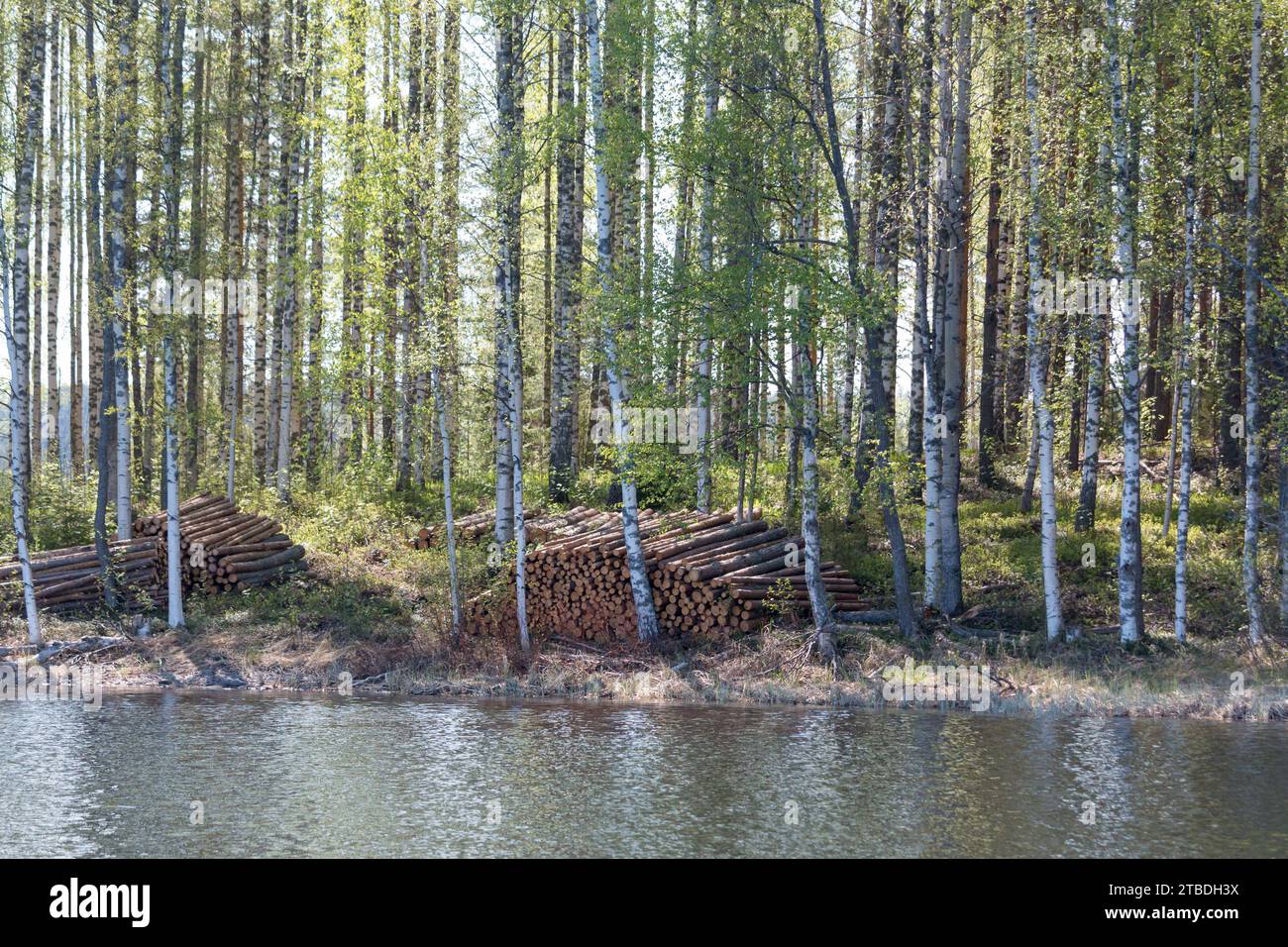 Pulpwood hi-res stock photography and images - Alamy