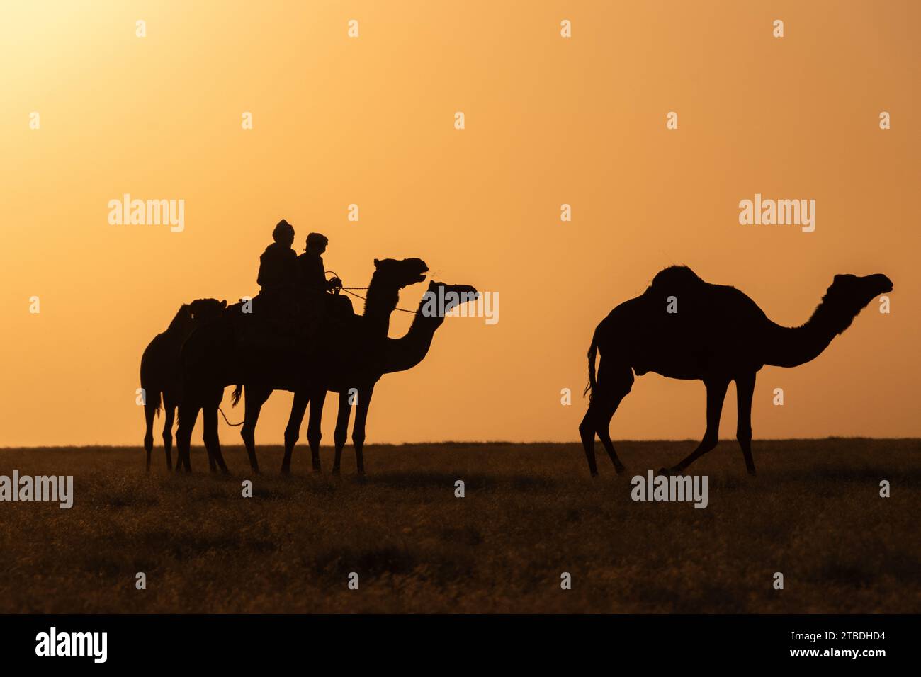 Desert landscaping hi-res stock photography and images - Alamy