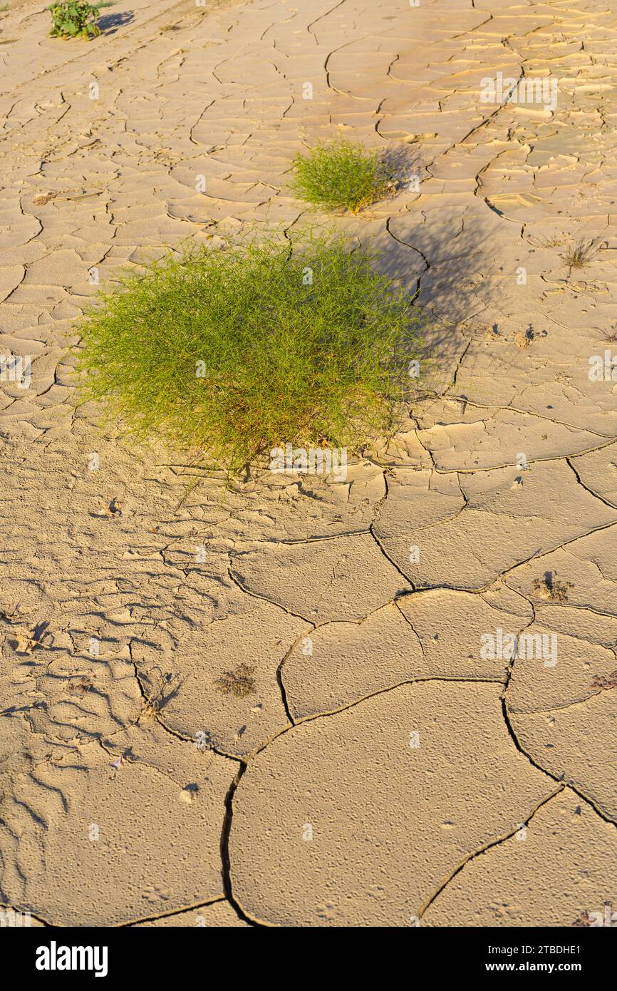 Mudcracks or cracked mud in the mojave desert with a small vibrant ...