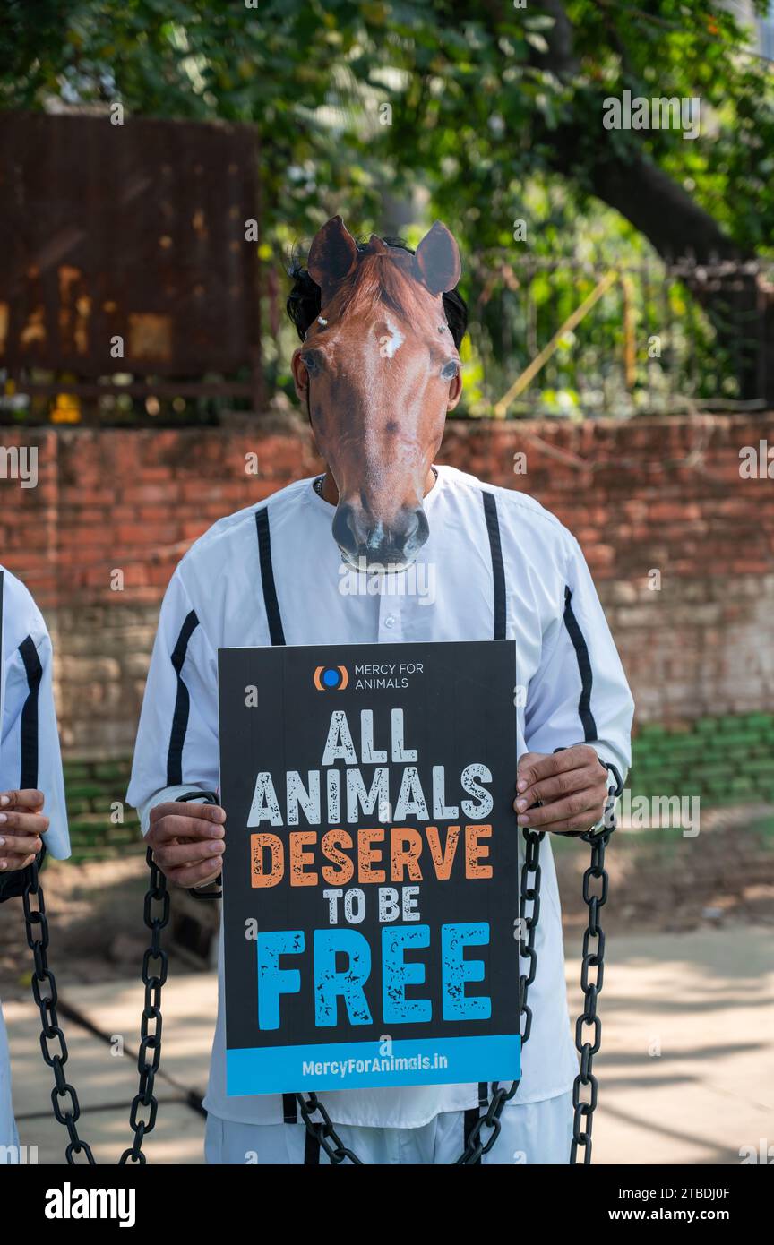 New Delhi, India. 6th Dec, 2023. A volunteer from Mercy For Animals ...