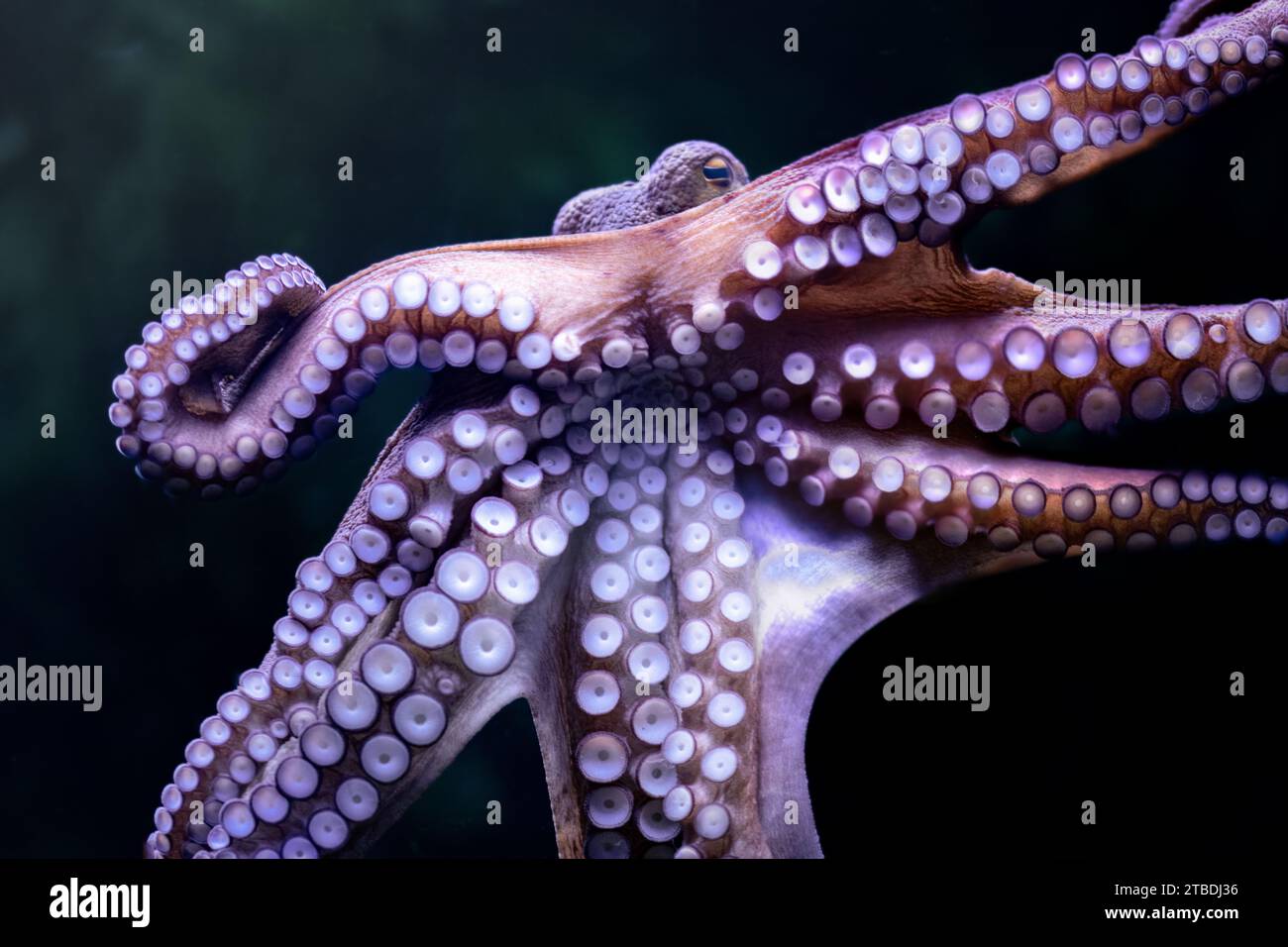 Octopus beak hi-res stock photography and images - Alamy