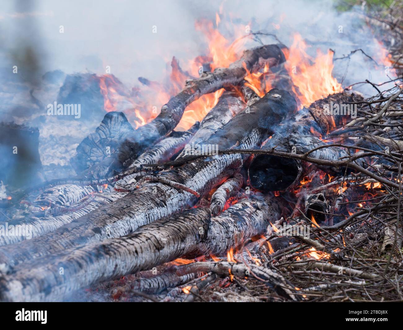 Slash and burn land clearing hi-res stock photography and images - Alamy