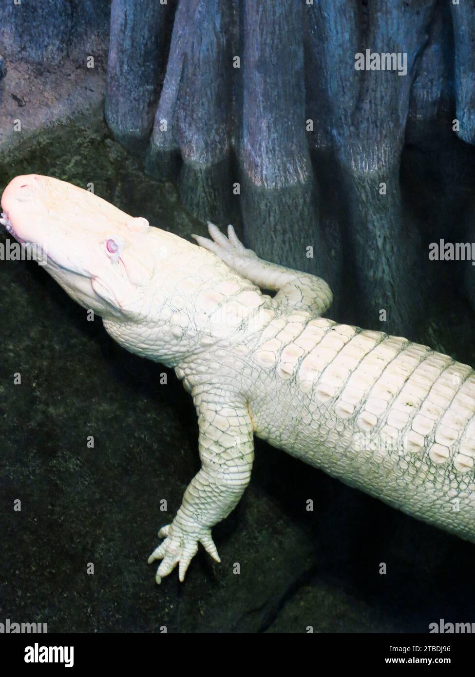 Albino American Alligator at the California Academy of Sciences, San ...