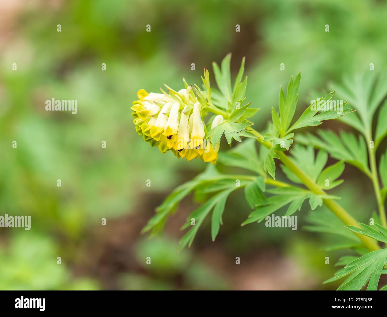 Corydalis nobilis, the Siberian corydalis, is a perennial plant native ...