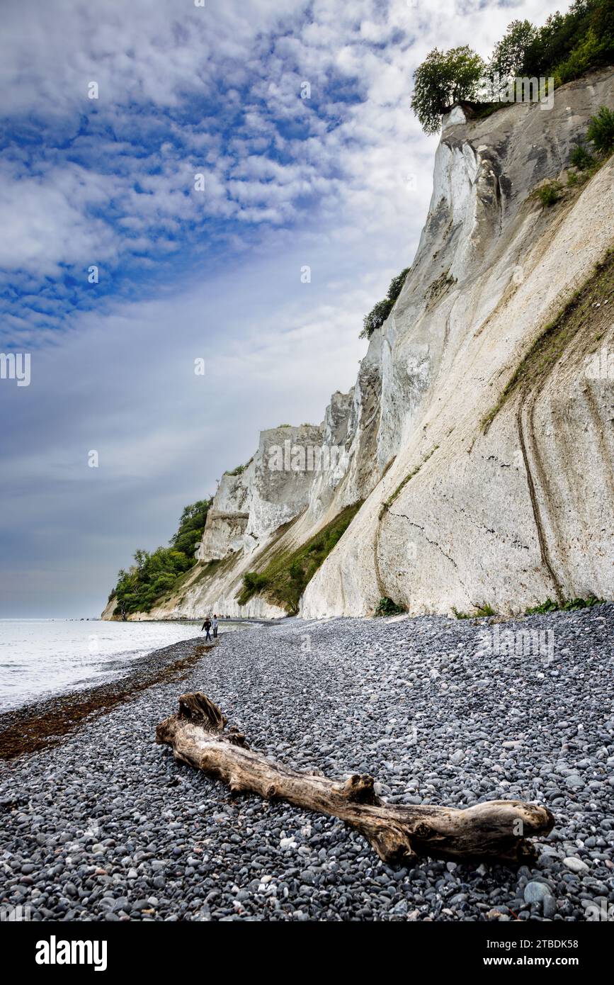 Mons Klint, a cliff coast on the island Mon in the baltic sea, Denmark ...