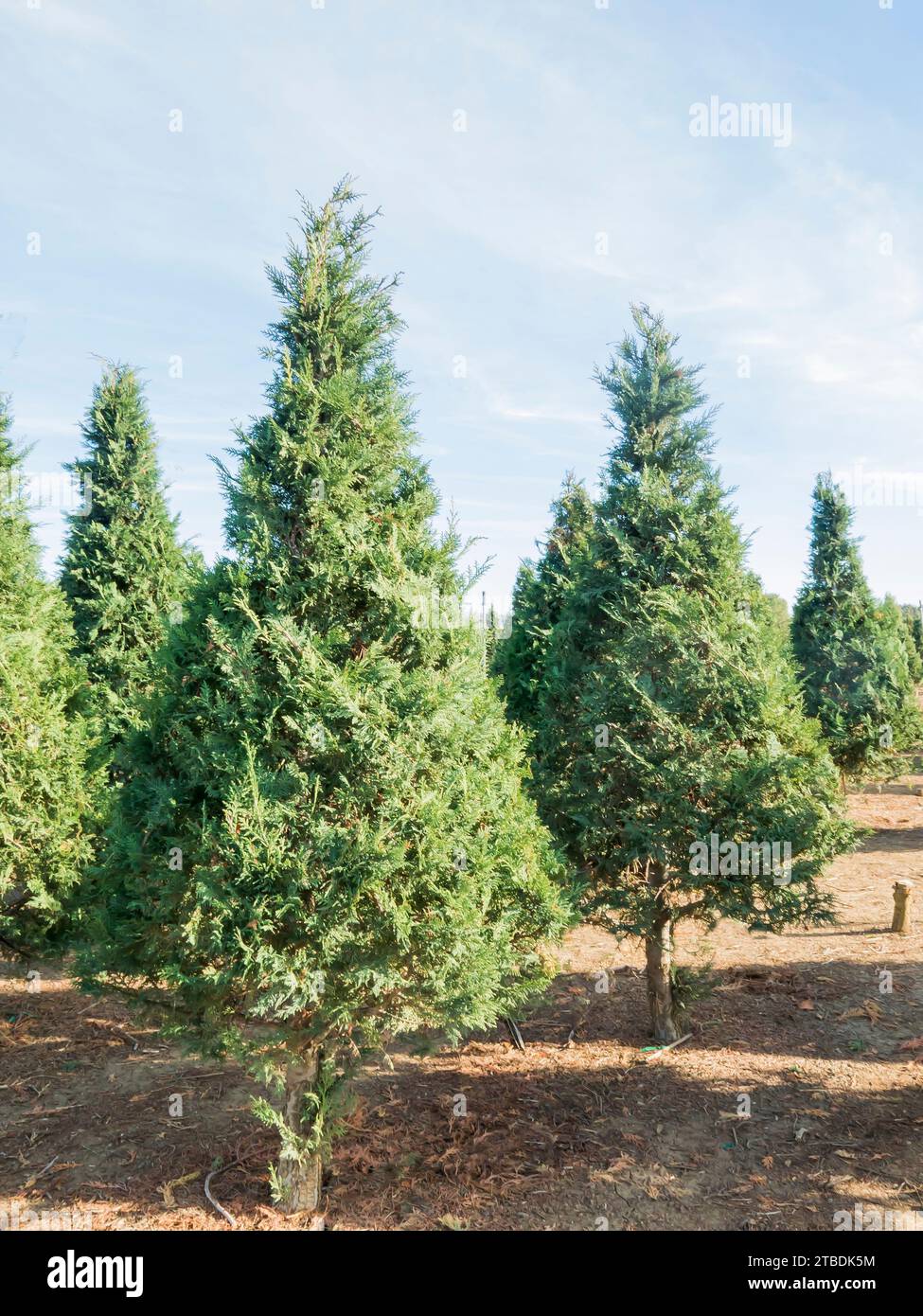 Pick your own tree hi-res stock photography and images - Alamy