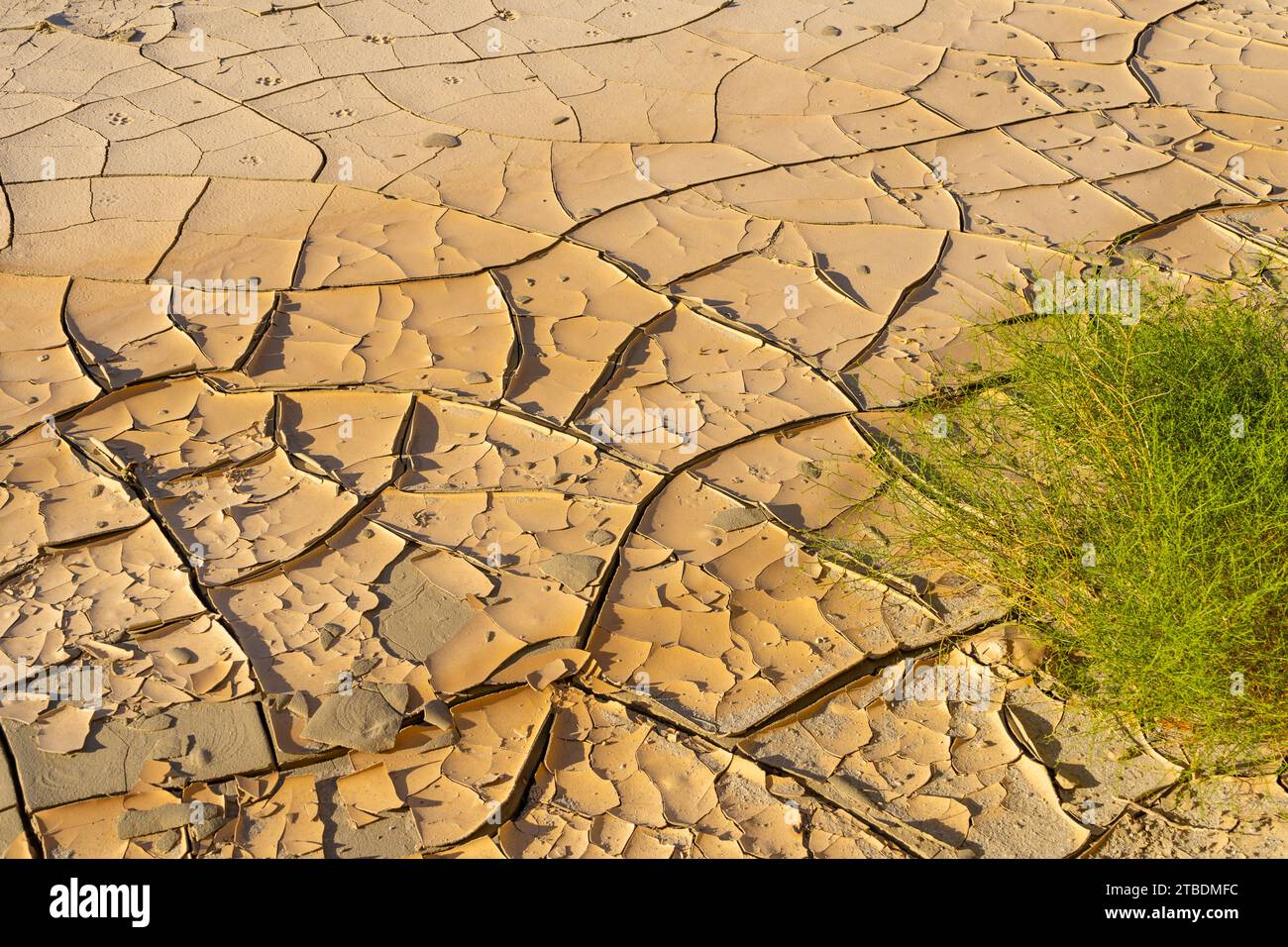 Mudcracks or cracked mud in the mojave desert with a small vibrant ...