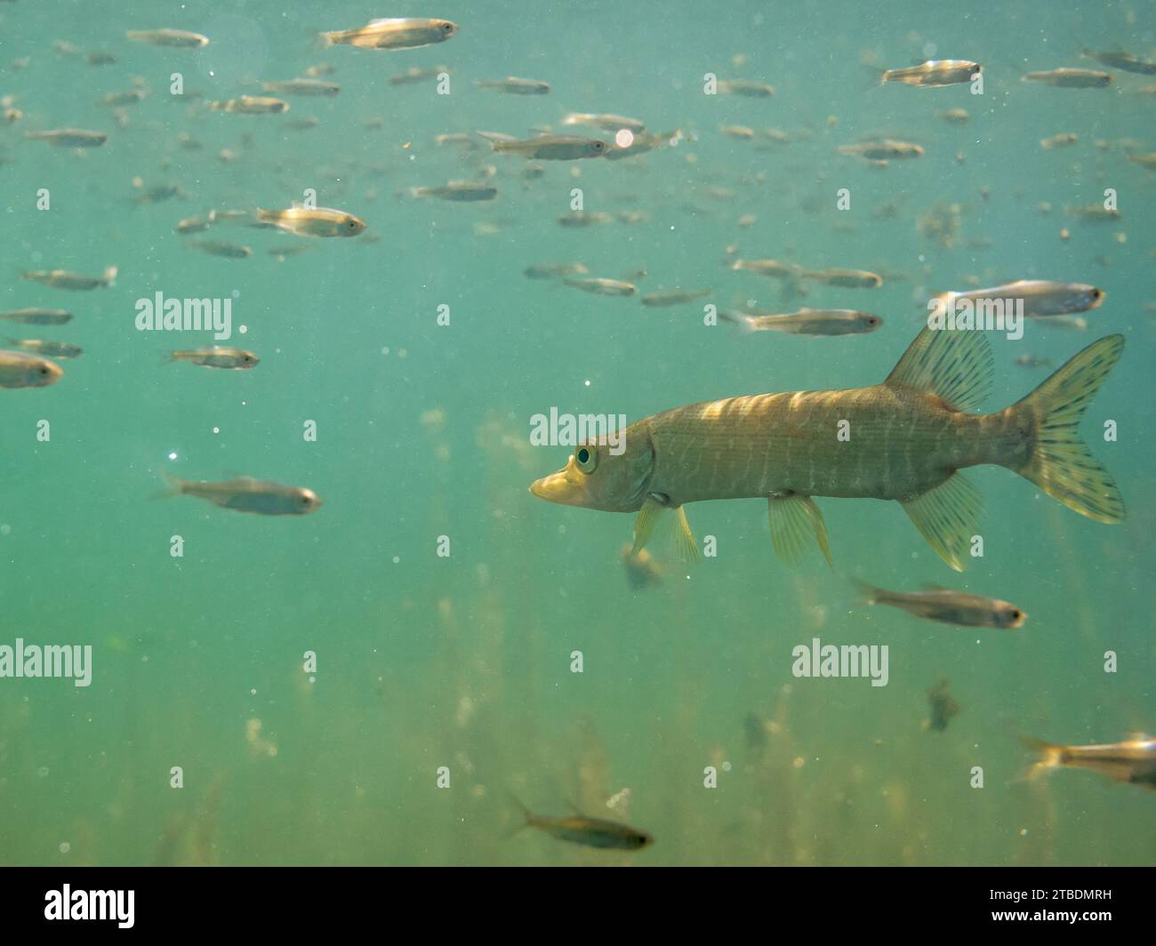 Northern pike swimming by a school of roach Stock Photo - Alamy