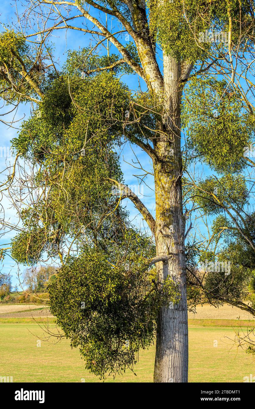 Deciduous and evergreen trees hi-res stock photography and images - Alamy