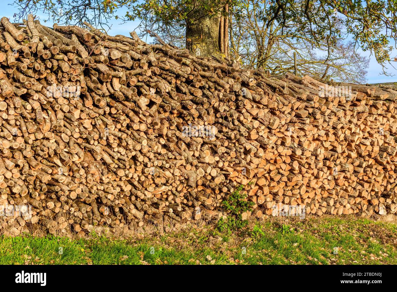 Large stack of Oak branches and split logs for domestic fuel - sud ...