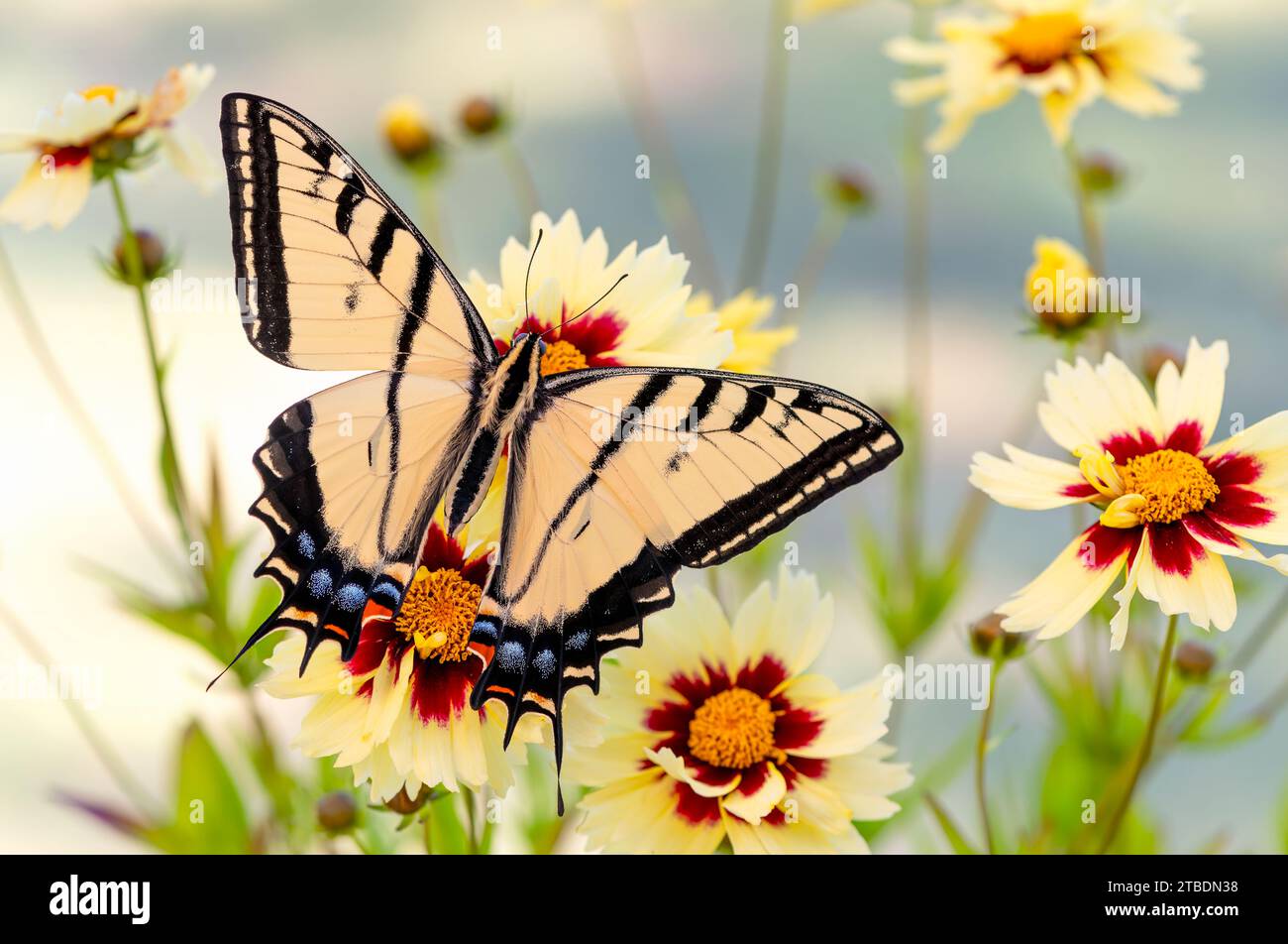 Macro of a two-tailed swallowtail butterfly (Papilio multicaudata ...