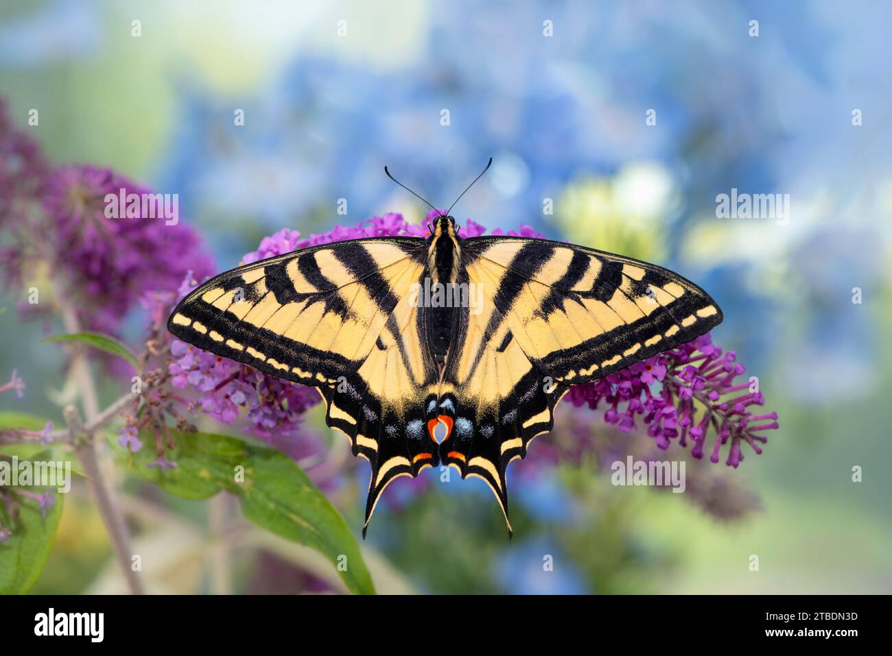 Macro of a Western tiger swallowtail butterfly (papilio rutulus ...