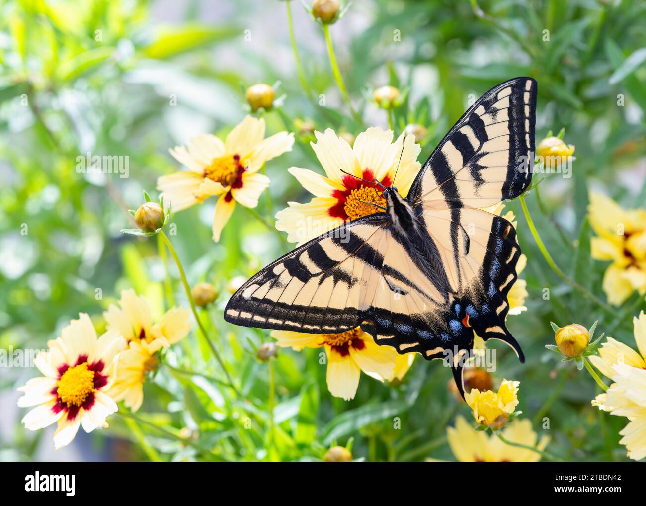 Macro of a Western tiger swallowtail butterfly (papilio rutulus ...
