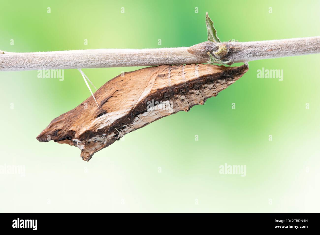 Macro of a western tiger swallowtail butterfly chrysalis (papilio ...
