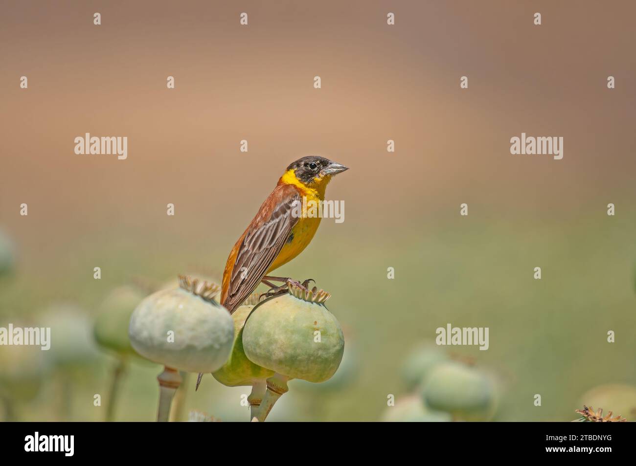 Black-headed Bunting (Emberiza melanocephala) on poppy cones. Male bird ...
