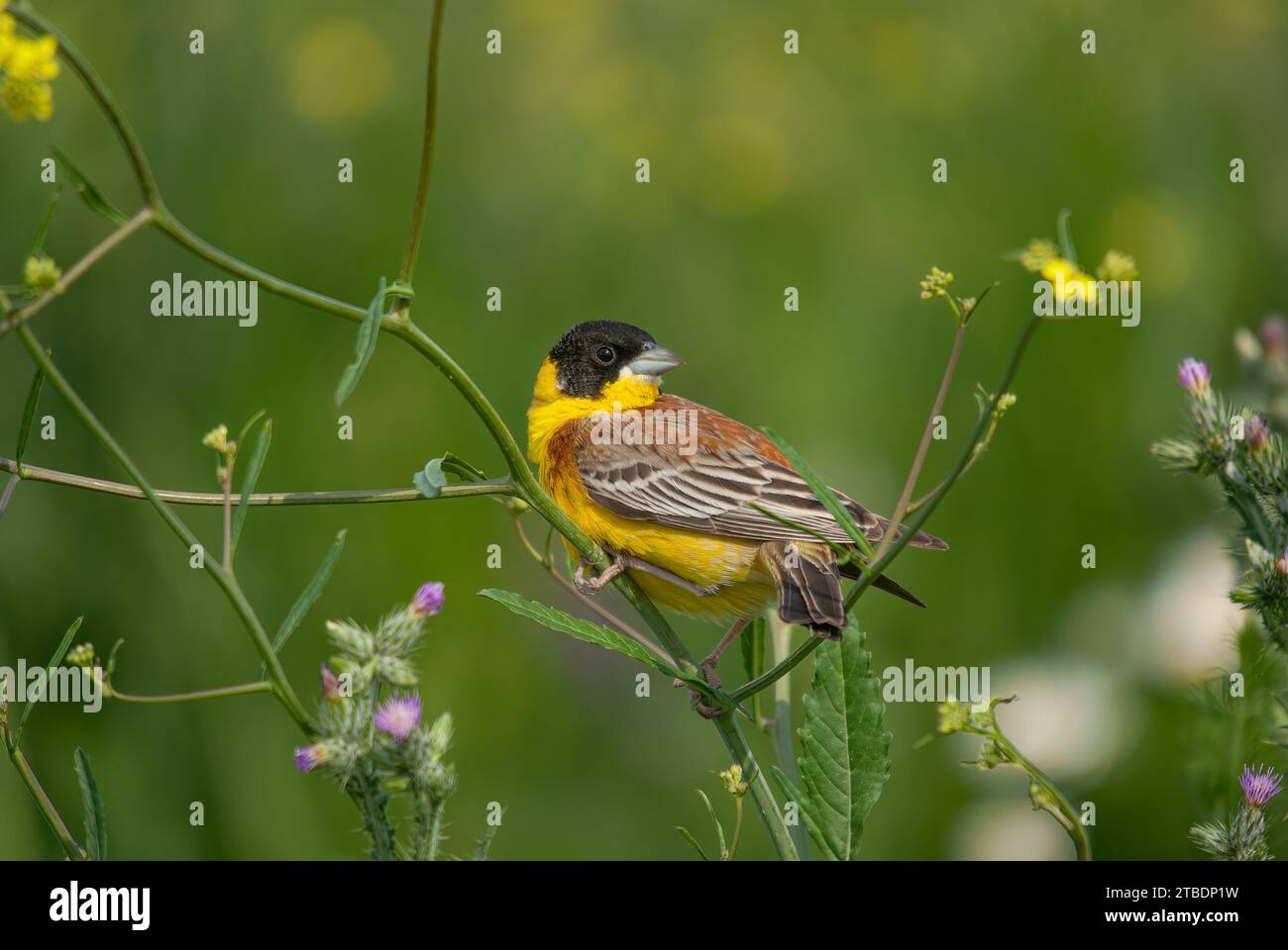 Black-headed Bunting (Emberiza melanocephala) among yellow and purple ...