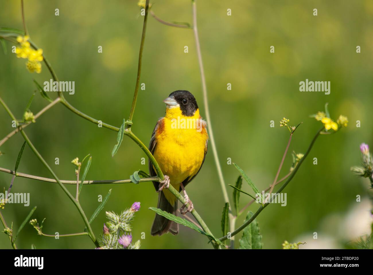 Black-headed Bunting (Emberiza melanocephala) among yellow and purple ...