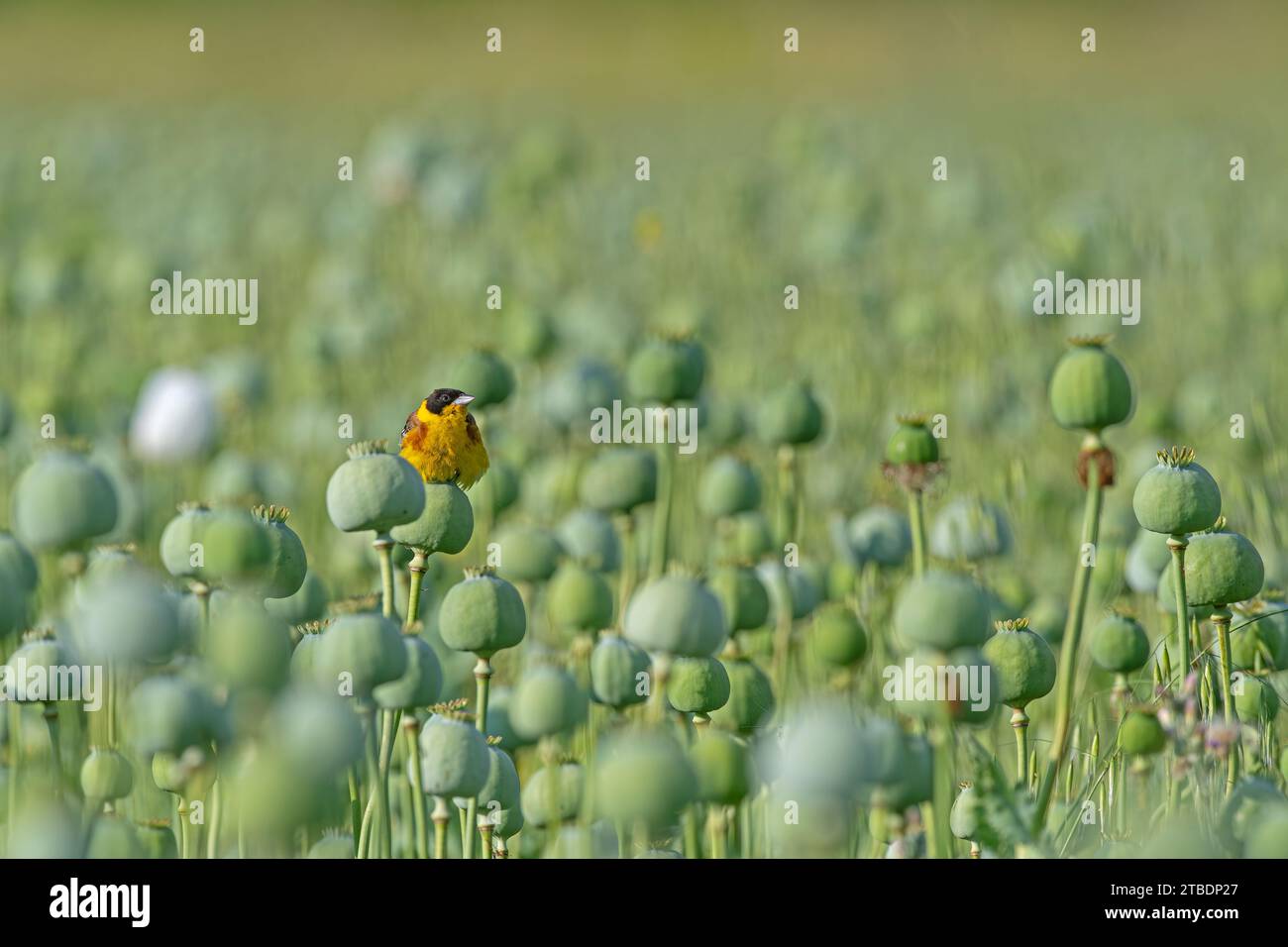 Black-headed Bunting (Emberiza melanocephala) on poppy cones. Male bird ...