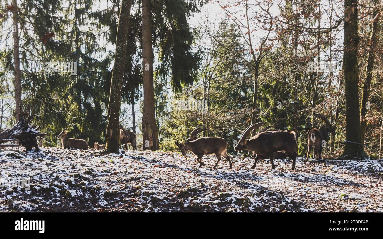 Woodland elk hi-res stock photography and images - Alamy
